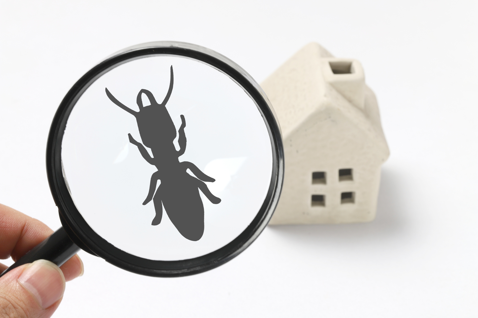 What Can Cause a Termite Infestation? | Command Pest Control