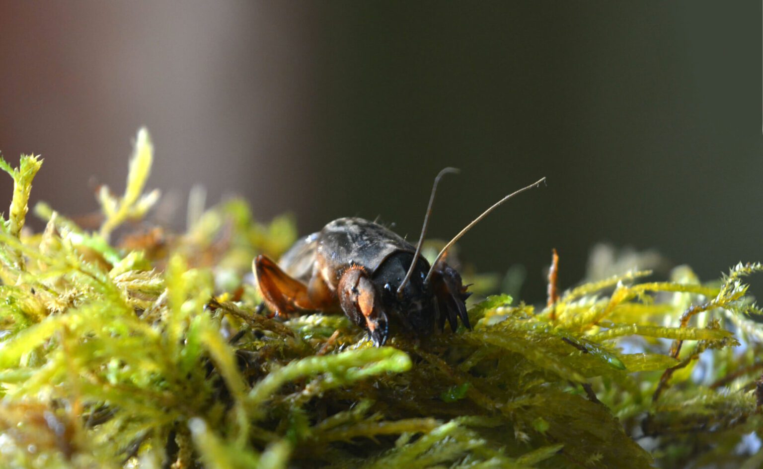 Protect Your Florida Lawn From a Mole Crickets | Command Pest Control