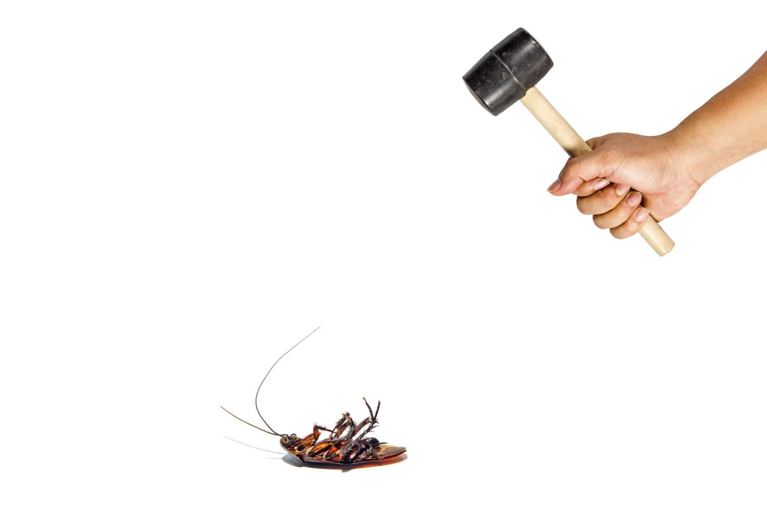 How to Get Rid of Cockroaches Infesting Your Home - Command Pest