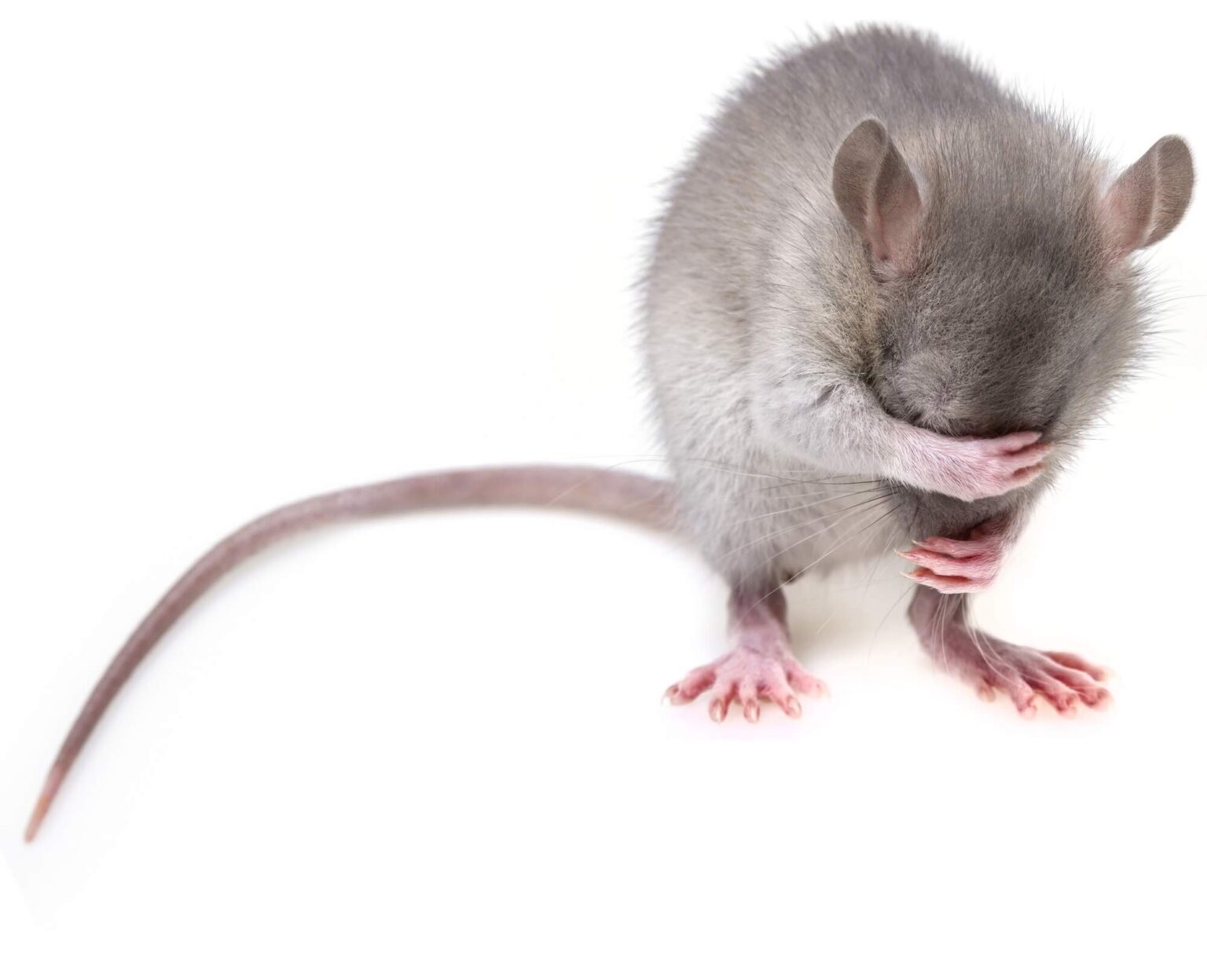 A Complete Rat Identification Guide | Command Pest Control