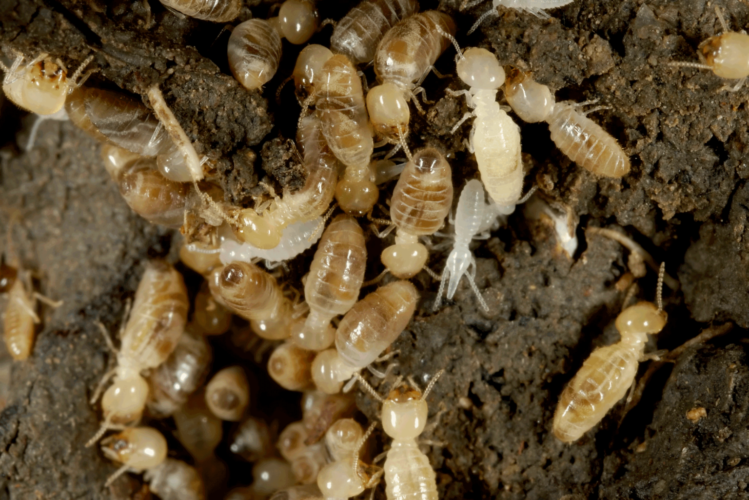 Drywood Termites | Command Pest Control