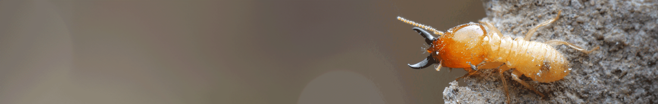 Termite Identification | How to Identify Termites in South Florida