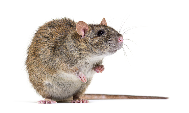 Understanding the Differences Between Mice and Rats | Command Pest Control